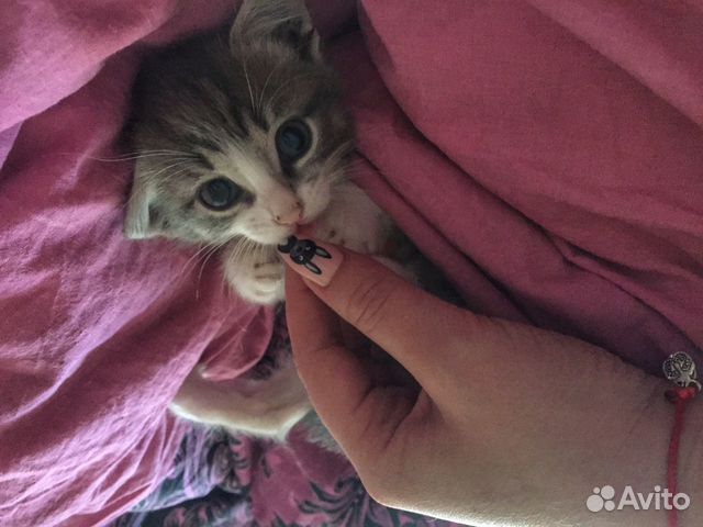 Кошка