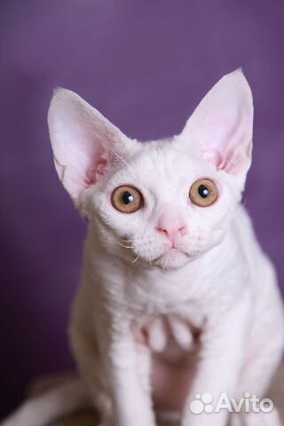 Котик девон-рекс