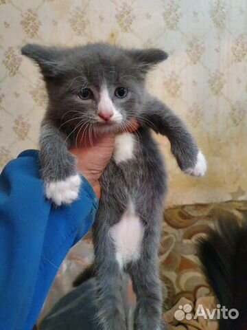 Отдам кота в хорошие руки