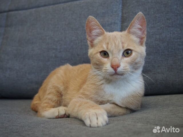 Персей -невероятно ласковый котенок диванного типа