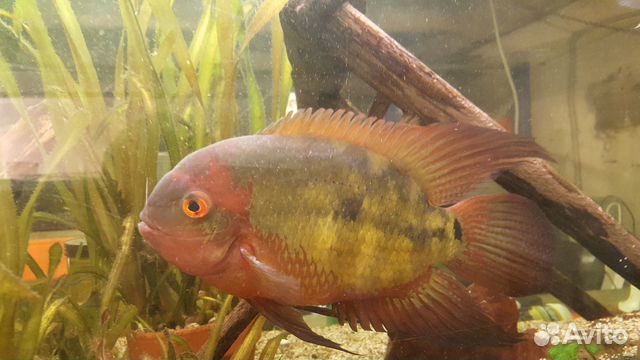 Цихлазома Винная