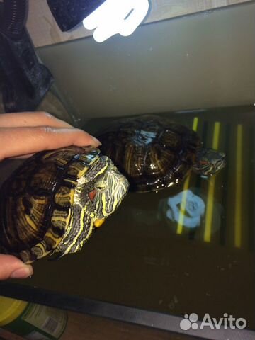 Черепаха