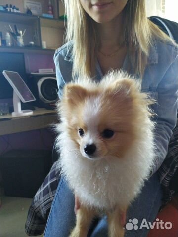 Немецкий Шпиц ищет даму