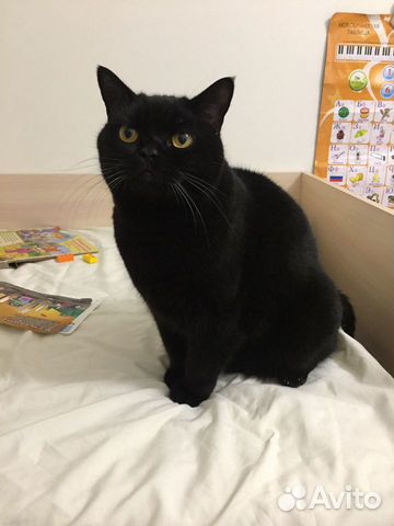 Отдам британского кота