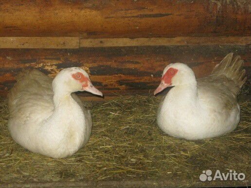 Утка мускусная яйцо инкубационное