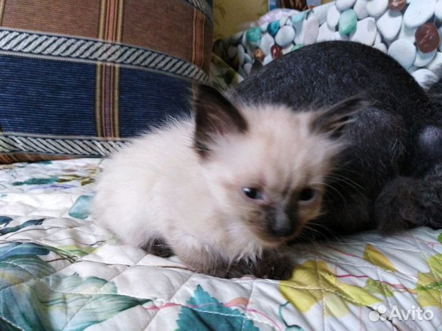 Котенок Донской сфинкс браш велюр