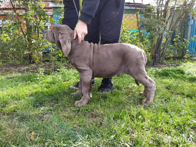 Мастино наполетано