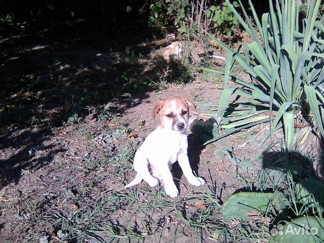 Щенки-девочки, дворянки в добрые руки