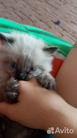 Сибирский сиамский котенок