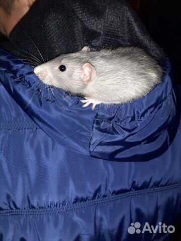 Отдам крысу