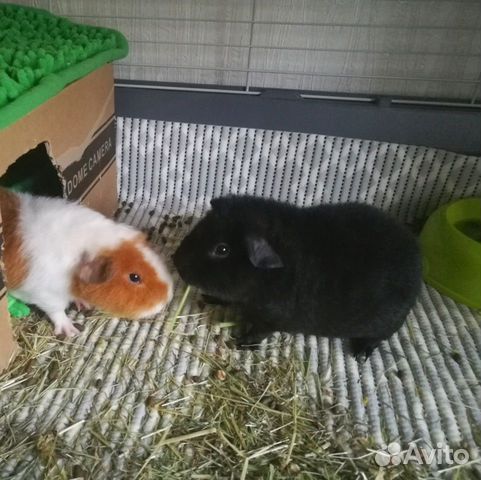 Морские свинки Американский тедди