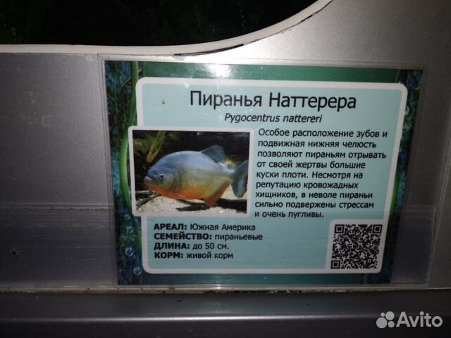 Хищные Пираньи Наттерера