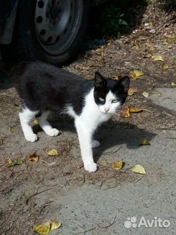 Котик Филя ждет хозяев
