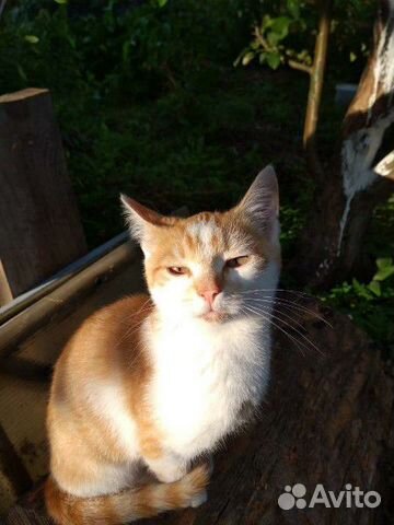 Добрые и ласковые маленькие котята и кошки