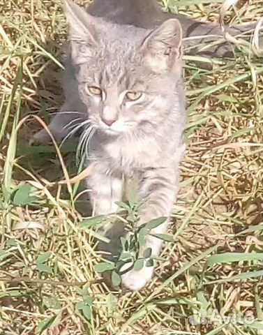 Кошечка Дымка