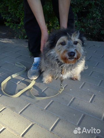 Крошка Бэтти ищет дом