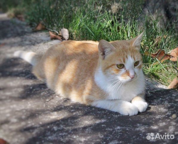 Ласковый Рыжик в добрые ручки
