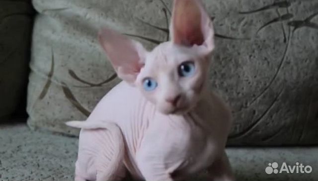 Белоснежка