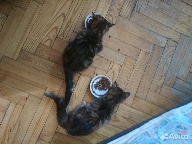 Котята-подростки 4 месяца ищут дом