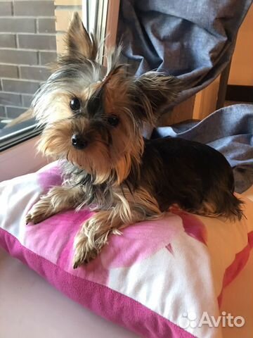 Йоркский терьер