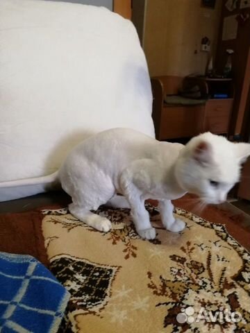 Кот - полусфинкс