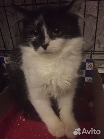 Котенок, малышка Лети ищет дом