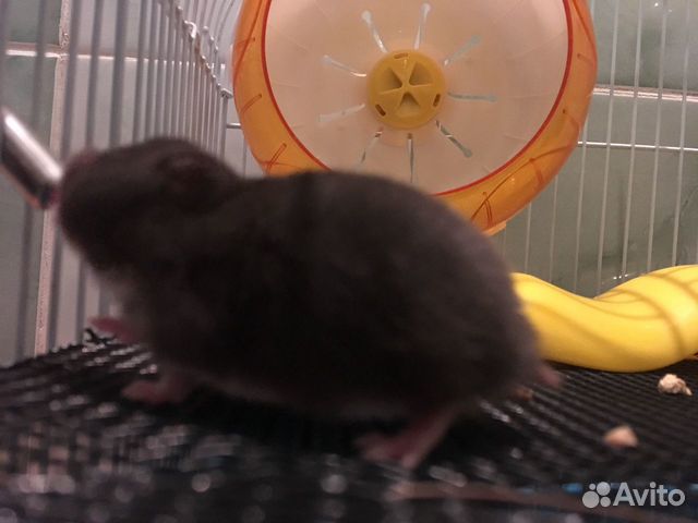 В дар Хомяк сирийский