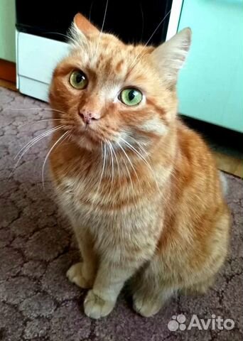 Кот в добрые руки