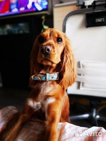 Отдам в хорошие руки Английского кокер-спаниеля