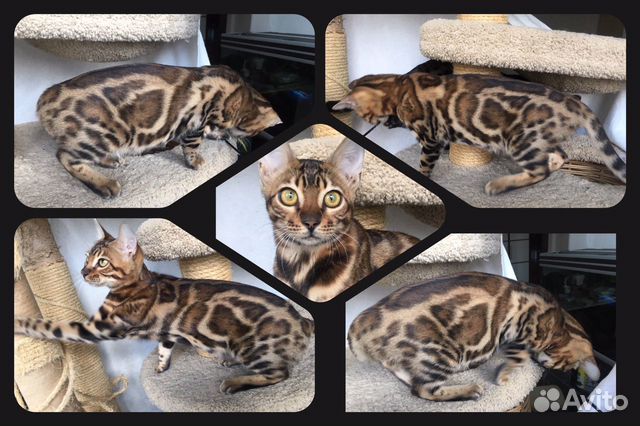 Питомник предлагает яркую Бенгальскую девочку