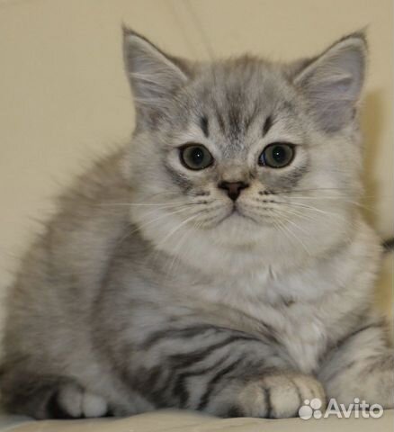 Полудлинношерстный британский котик