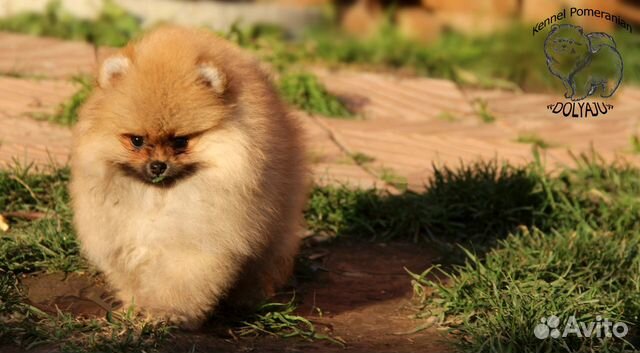 Весёлые померашки брат с сестрой