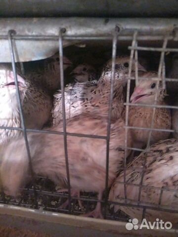 Перепела манжурские