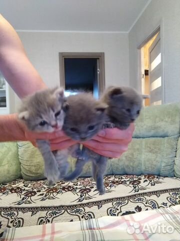 Продажа породистых котят