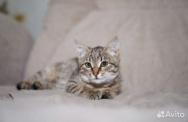 Лиза ищет маму