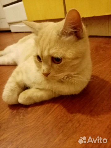 Ищет дом Кошечка-Нюра