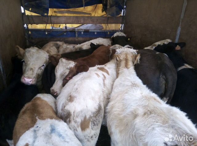 Бычки, тёлки