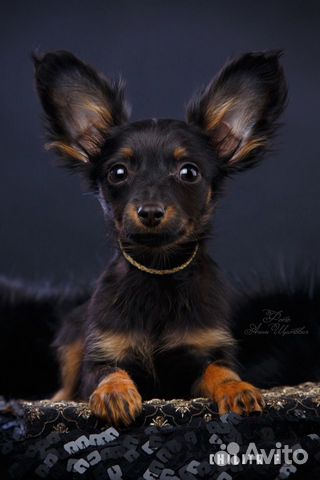 Тойчата-ребята