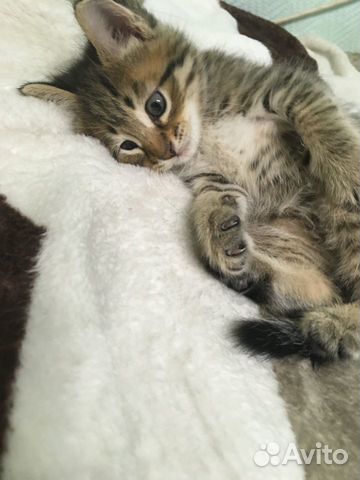 Британский котёнок