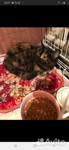 Дадим Шанти шанс на нормальную жизнь