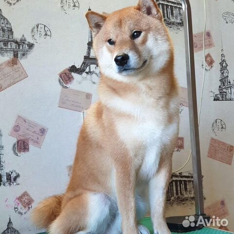 Кобель сиба ину
