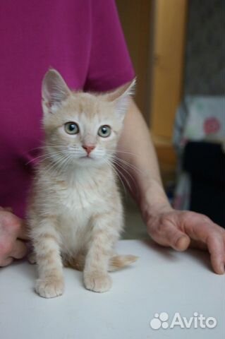 Редкая рыжая девочка-котенок 2 мес ждет Вас