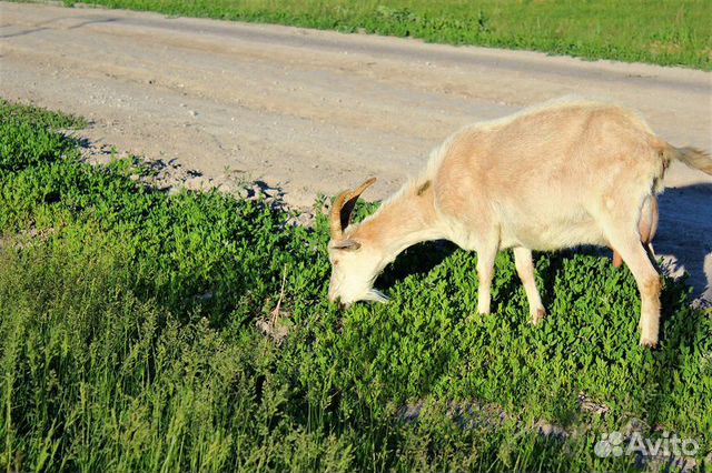 Козы процентные альпийки