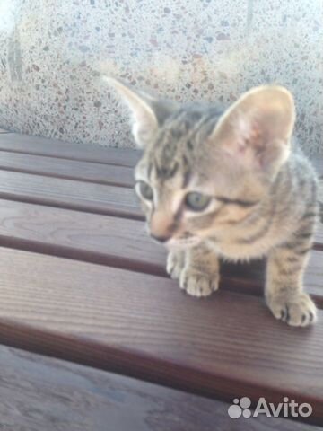 Отдаю котят