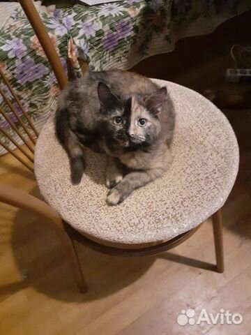 Котёнок ищет друга