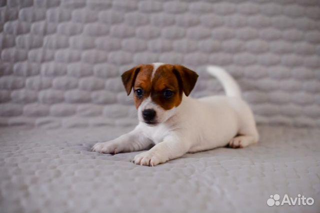 Продаются чудо-дети