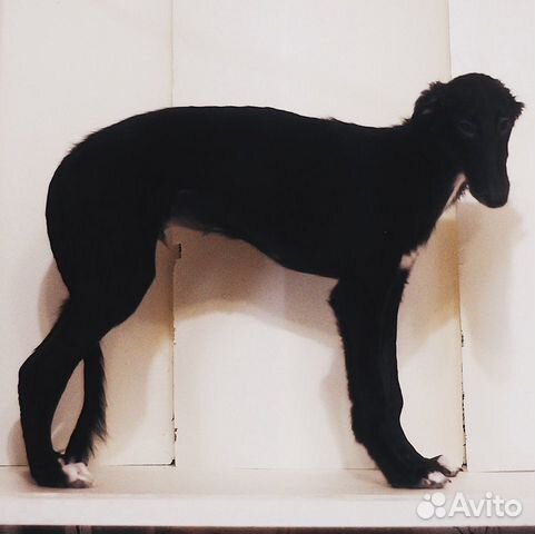 Кобель русской борзой