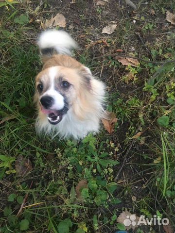 Пуша ищет дом