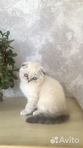 Шотландский вислоухий котёнок