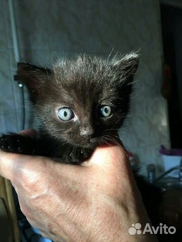 Элитные котята дворянского происхождения